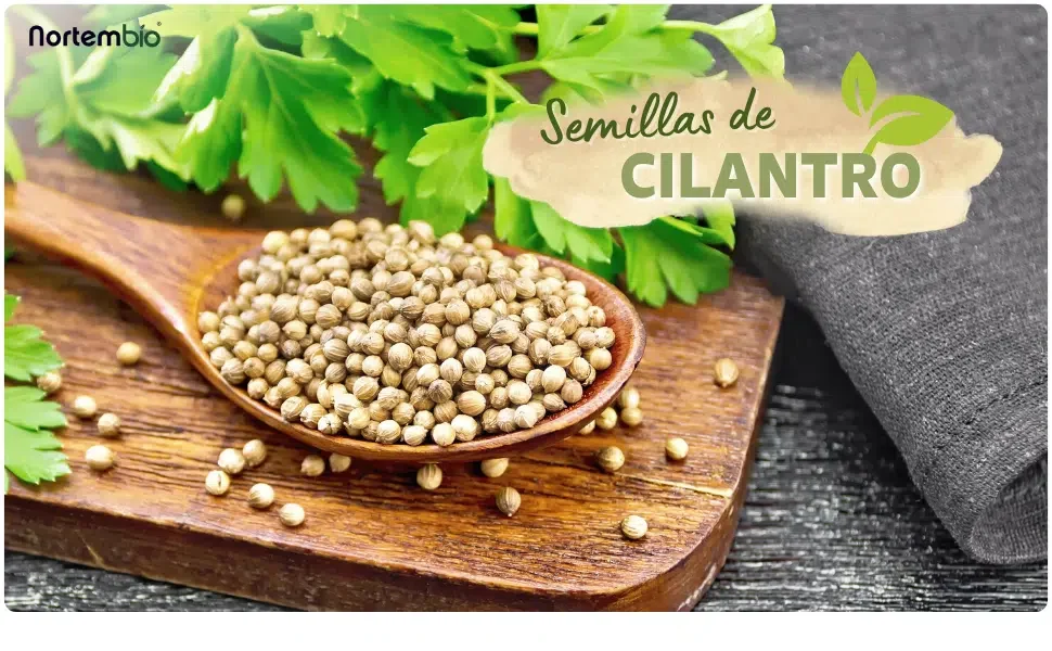 Semillas de Cilantro 200 g. Origen 100% Natural. Semillas de Coriandro ...